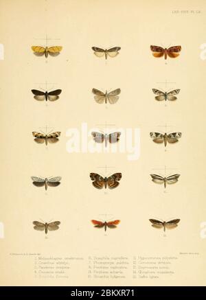 Illustrations of typical specimens of Lepidoptera, Heterocera in the ...