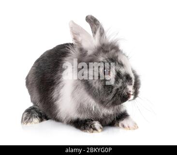 dwarf rabbit in front of white background Stock Photo - Alamy
