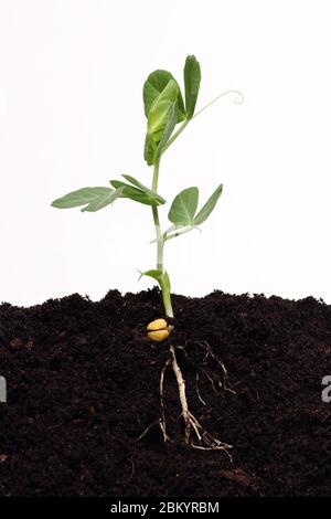 A young pea sprout is growing in a plant pot. A child's hands hold the ...