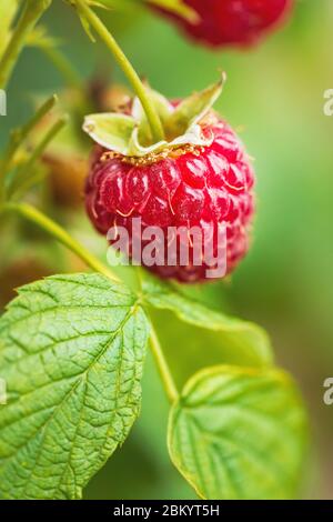 Rubus idaeus, Raspberry, bunch of ripe red fruits hanging from branch ...