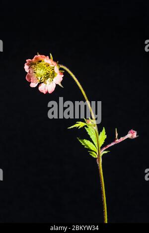 GEUM RIVALE LEONARDS VARIETY AVENS Stock Photo - Alamy
