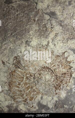 Ammonite fossil. Ammonites are extinct marine invertebrates. They first ...