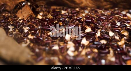 Harlequin cockroach (Neostylopyga rhombifolia). Tropical insect Stock ...