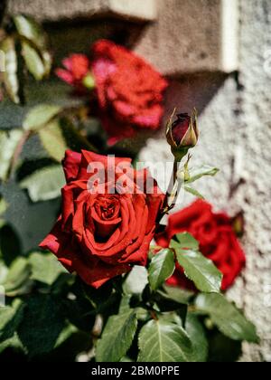 Stunningly beautiful red rose flowers in spring. Sunny weather. France ...