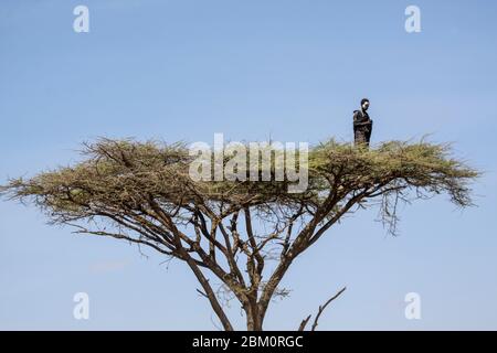 A teenage Maasai with painted face after the 'emorata' ceremony, which ...