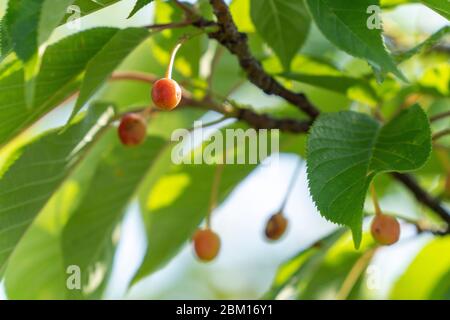 Red and green tiny fruits of Japanese Flowering Dogwood tree, with ...