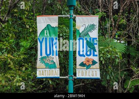 El Yunque tropical rainforest in Puerto Rico Stock Photo - Alamy