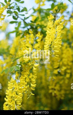 Small wild plant blooming with yellow flower Stock Photo - Alamy
