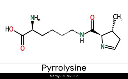 Pyrrolysine (l-pyrrolysine, Pyl, O) amino acid molecule. Stylized ...