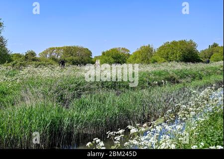 The River Rife at Ferring Worthing West Sussex UK Stock Photo - Alamy