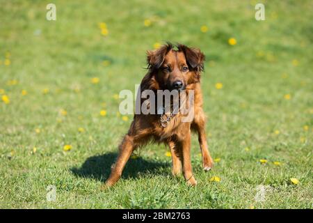The mixed-breed dog stands uncertain on the green lawn and looks ...