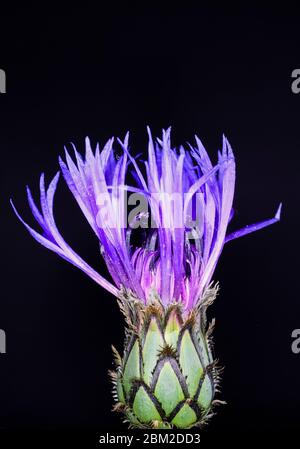 Beautiful shot of a cornflower (Centaurea cyanus) on blurred grass ...