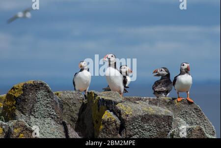 A circus of puffins on the Isle of May - Scotland, UK Stock Photo - Alamy