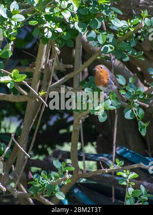 A small Robin enjoying the sunshine in a Scottish garden in April Stock ...