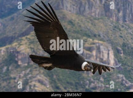The Andean condor is a species of bird in the Cathartidae family Stock ...