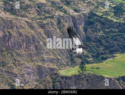 The Andean condor is a species of bird in the Cathartidae family Stock ...
