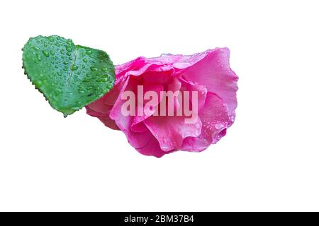Freshly blossomed rose flower, wet with raindrops Stock Photo - Alamy