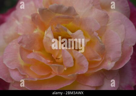 Floribunda, Rose, noble rose. Yellow and Orange Rose plants. A Plant ...
