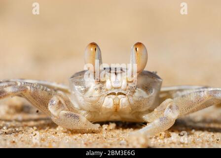 Sand Crab - Ocypode cursor , Mediterranean sea shoreline Stock Photo ...