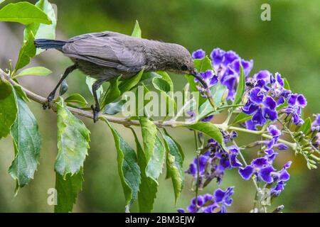 Sunbird Feeding Young one Stock Photo - Alamy