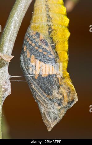 Pupa of an Old World Swallowtail (Papilio machaon) AKA Common yellow swallowtail Butterfly on a ...
