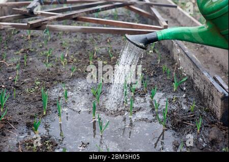 young onions watered from a watering can in the spring Stock Photo - Alamy