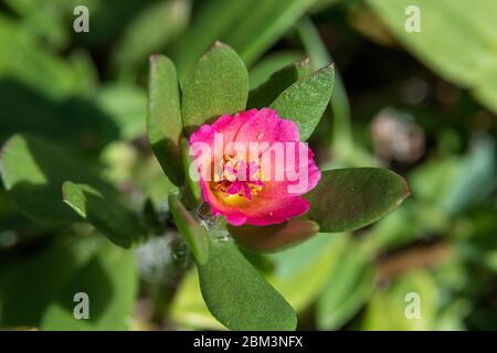 Paraguayan Purslane (Portulaca amilis Stock Photo - Alamy