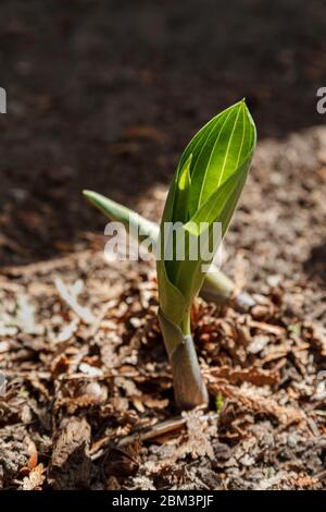 New spring growth of Hosta Sieboldiana Anticipation also known as Hosta ...