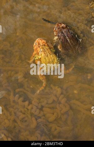 American toad (Anaxyrus americanus), pairs in amplexus, females laying ...