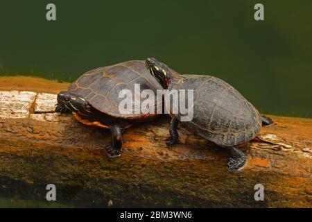 Painted Turtles, Chrysemys picta, basking on a log in a small permanent ...