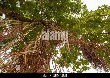 Banyan tree with multiple trunks, and large number of branches Stock ...
