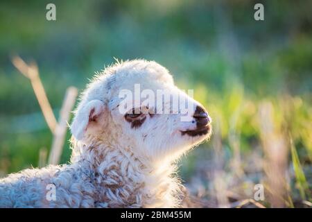 cute little lamb portrait spring background Stock Photo - Alamy