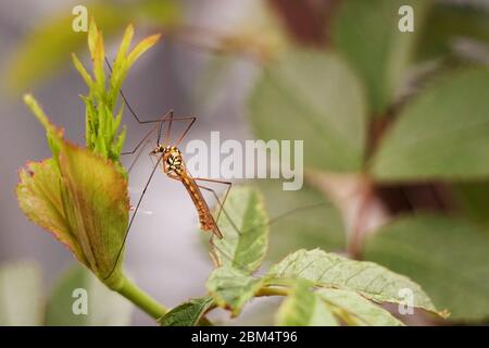 Tipula maxima cranefly. Largest British crane-fly in the family ...