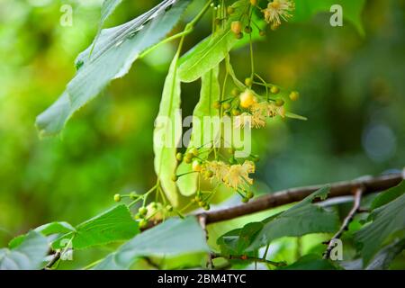 Lime-tree blossoms .Tilia species are large deciduous trees, reaching ...