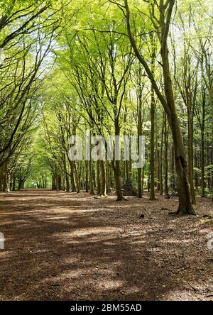 New leaves on beech trees (Fagus sylvatica) in an area of mixed ...