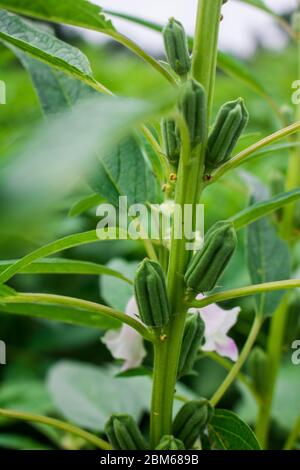 Sesame seed flower on tree in the field, Sesame a tall annual ...