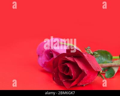 Red roses put on white satin cloth background for anniversary, mother and Valentine's day ...