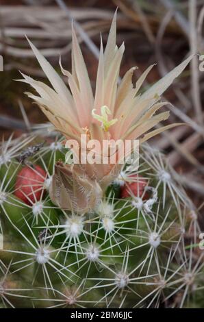 Missouri Foxtail Cactus, Escobaria missouriensis, blossom Stock Photo ...