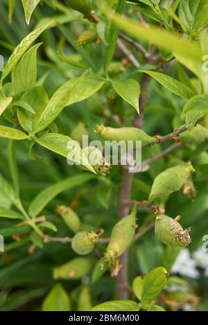 Seed pods of Chimonanthus praecox Stock Photo - Alamy