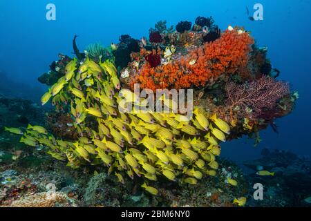 School of colorful five-lined Snapper (Lutjanus quinquelineatus) on a ...