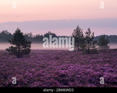 Early foggy morning on the heathland. Amazing violet color of heather ...