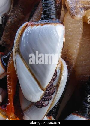 A close-up of a gooseneck barnacle, a marine crustacean known for its ...