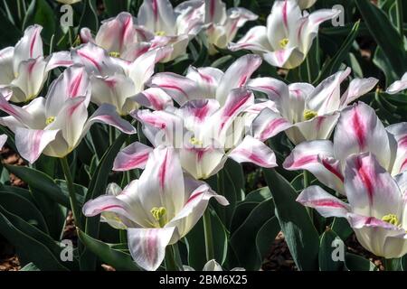 garden tulip (Tulipa 'Holland Chic', Tulipa Holland Chic), cultivar ...