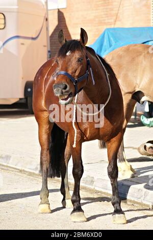 Face portrait of a beautiful bay criollo horse with blaze wearing a ...