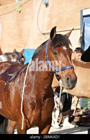 Face portrait of a beautiful bay criollo horse with blaze wearing a ...