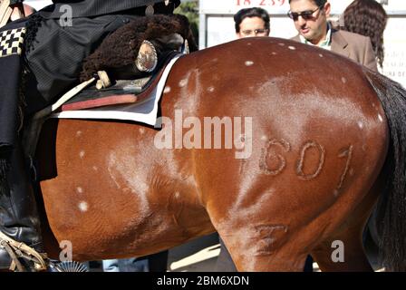 Face portrait of a beautiful bay criollo horse with blaze wearing a ...