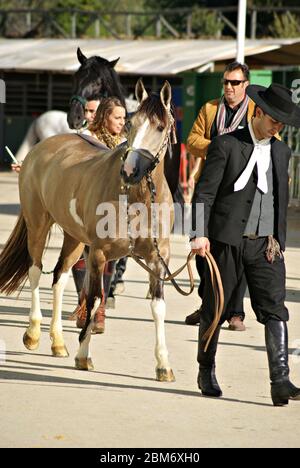 Argentine woman riding a beautiful buckskin criollo horse with ...
