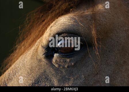 Close up detail of the eye of a buckskin criollo horse Stock Photo - Alamy