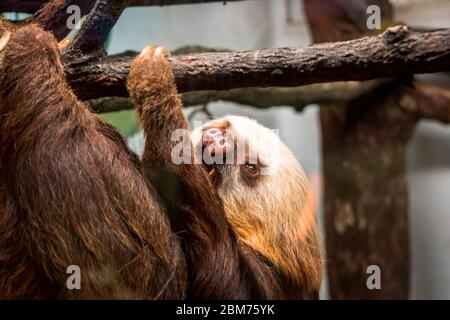 Sloth hanging around at the John Ball Zoo Stock Photo - Alamy