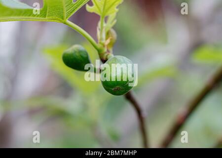Small Fig Fruits on The Branch Close Up Stock Photo - Alamy